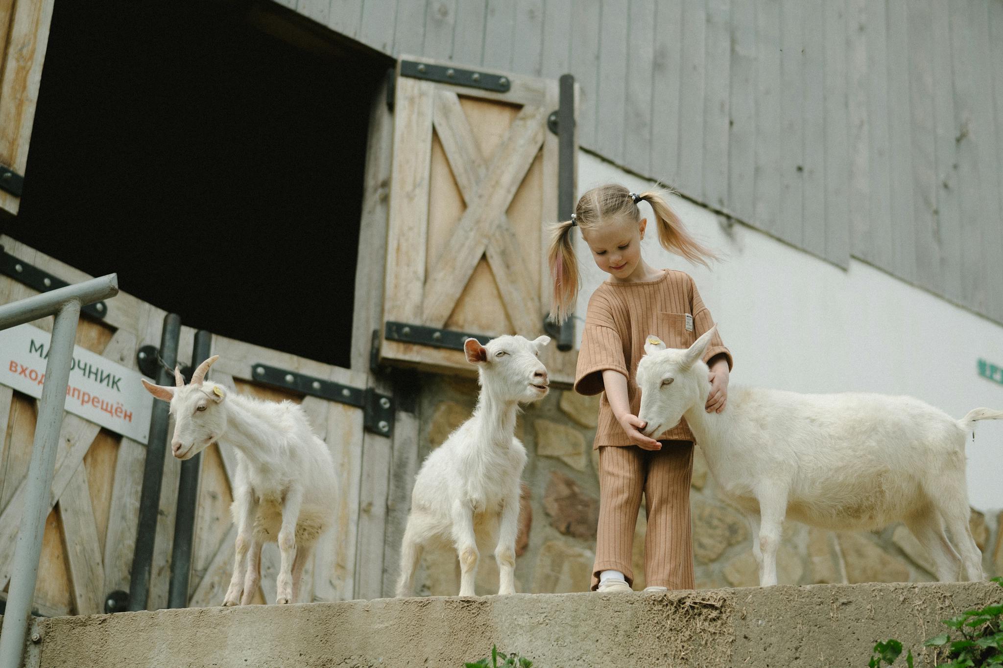 Top 6 Mini Goats for Small Farms and Backyards