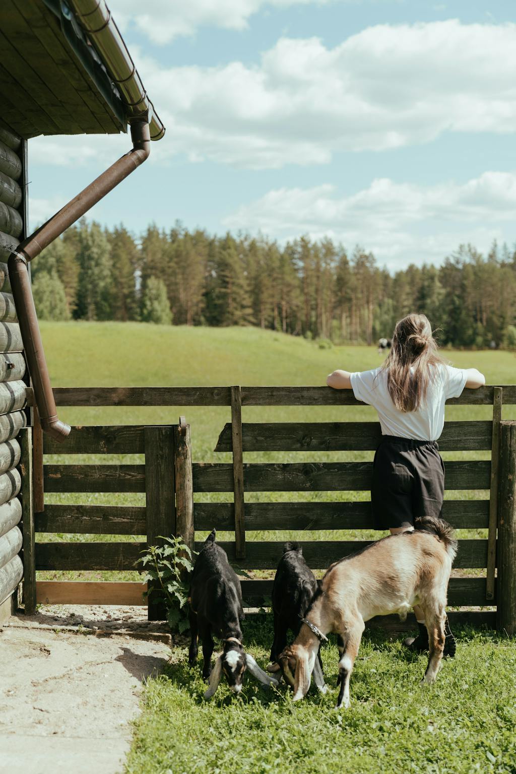 Top 6 Mini Goats for Small Farms and Backyards