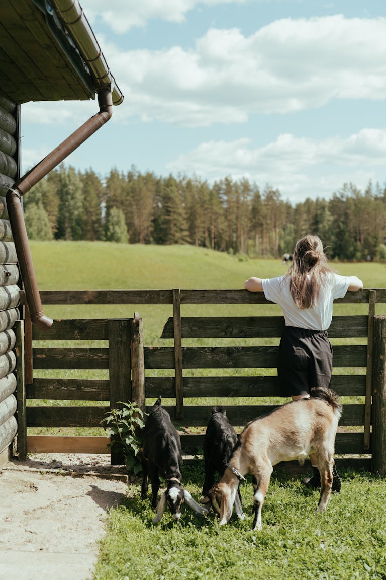 Top 6 Mini Goats for Small Farms and Backyards